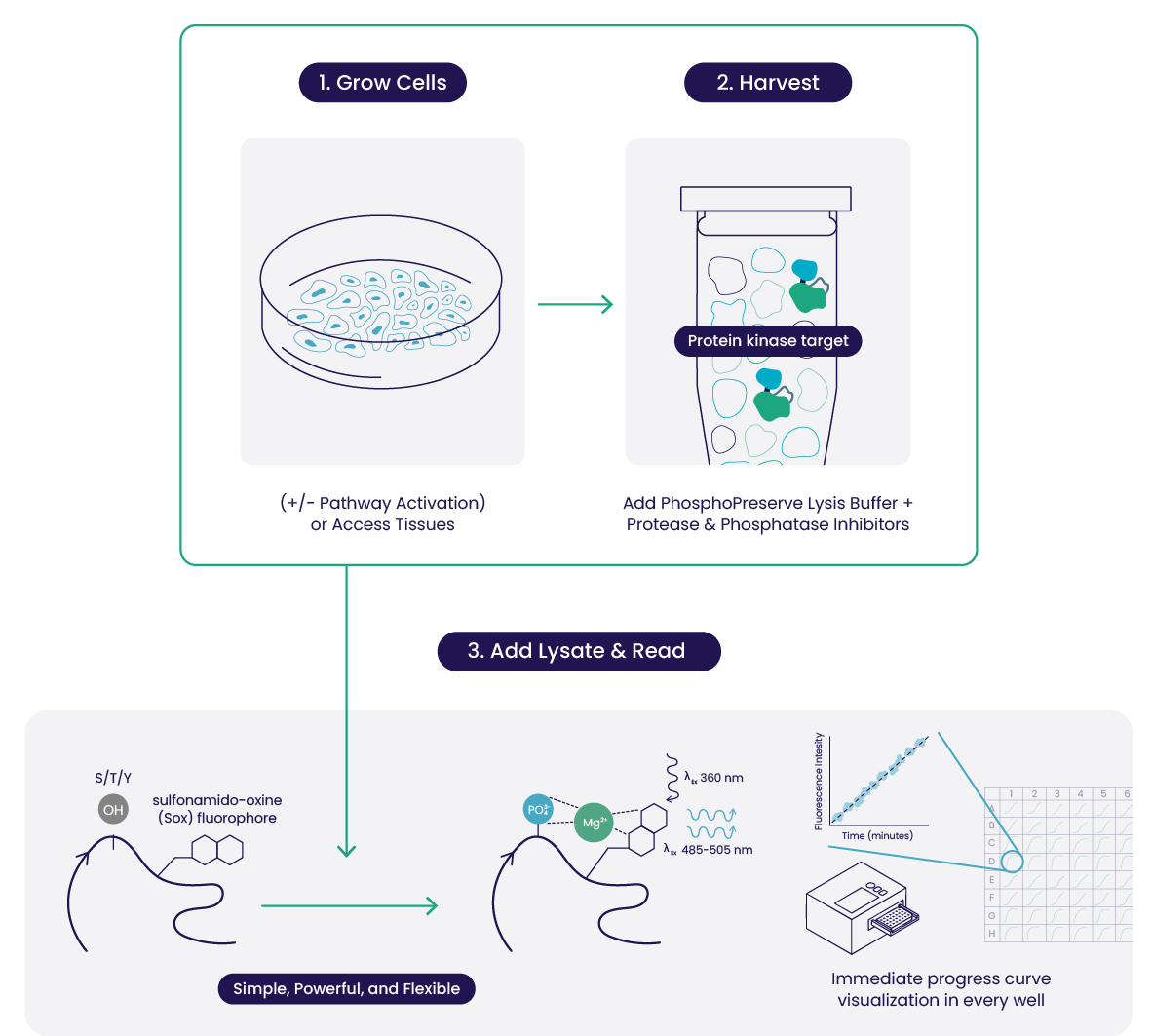 Cell Lysate Activity Assay Substrates and Kits | AssayQuant
