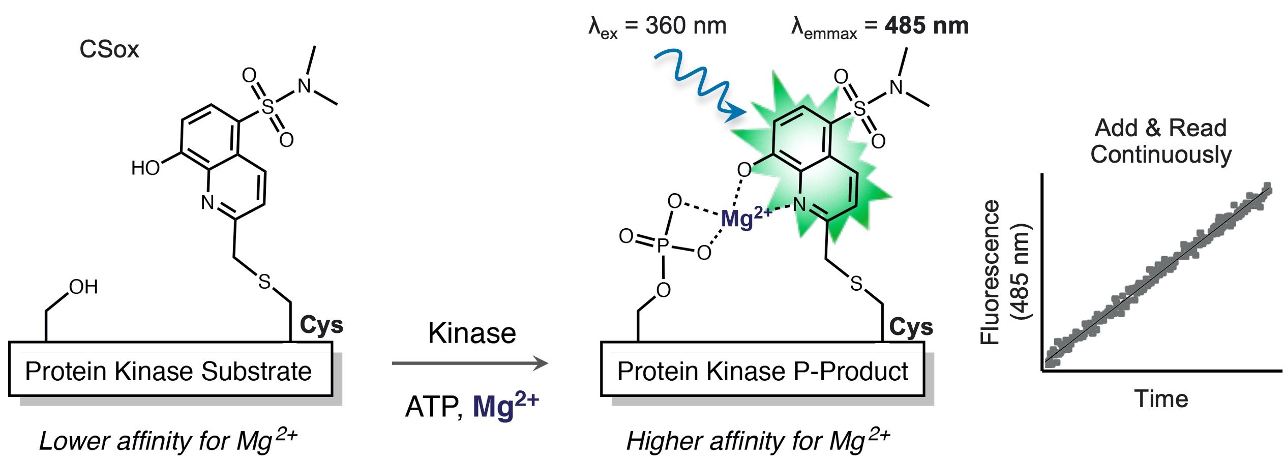 Continuous Kinase Assays: Novel and Non-Distruptive